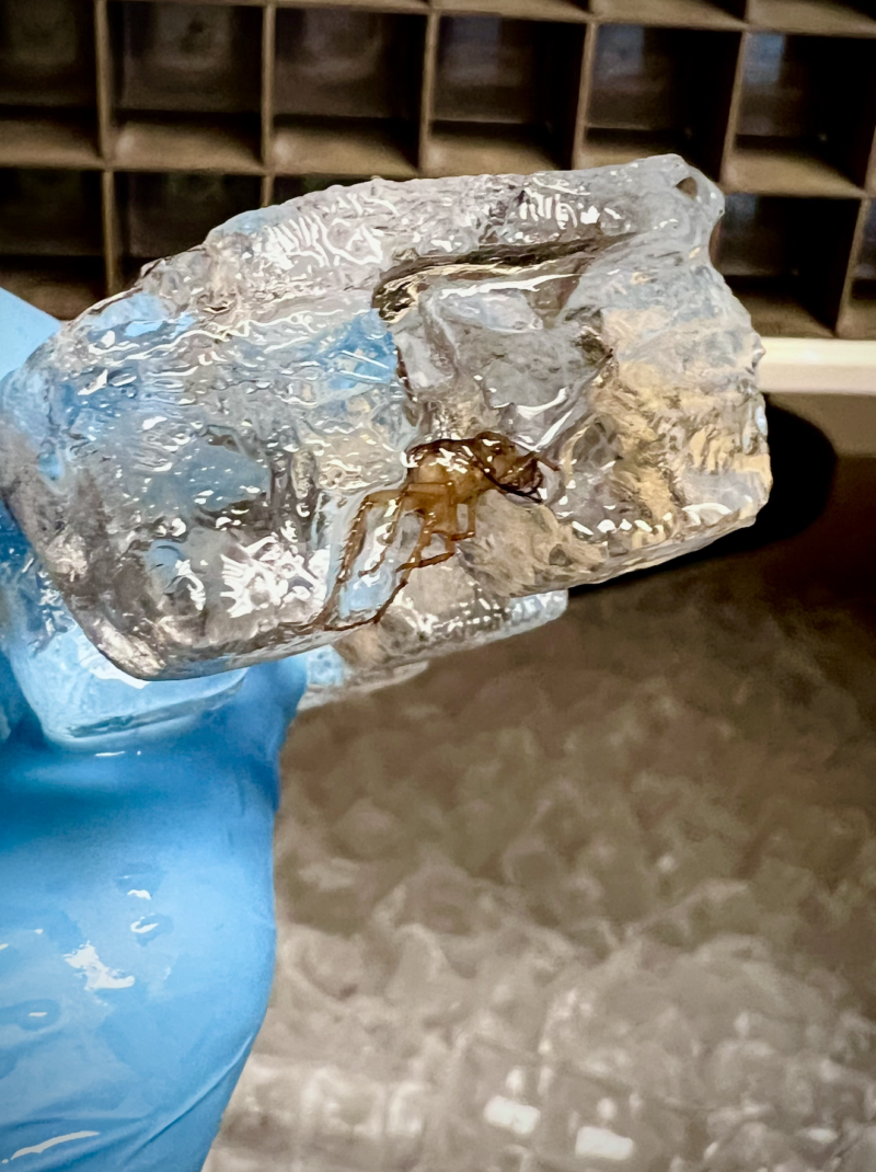 The Dangers Of Dirty Ice | We Clean Ice | Ice Machine Cleaning Services